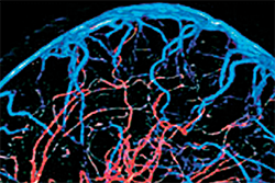 Úvod - SurGal Clinic